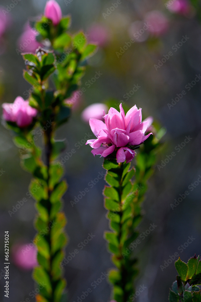 Close up of pink flowers of the Australian Native Rose, Boronia ...