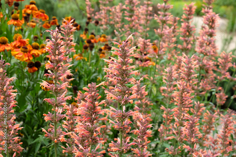 Peach coloured Agastache 'Summer Sunset' also known as Giant Hyssop or ...
