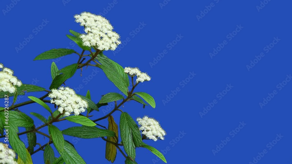 Viburnum rhytidophyllum on a blue screen in a garden on a farm. singing ...