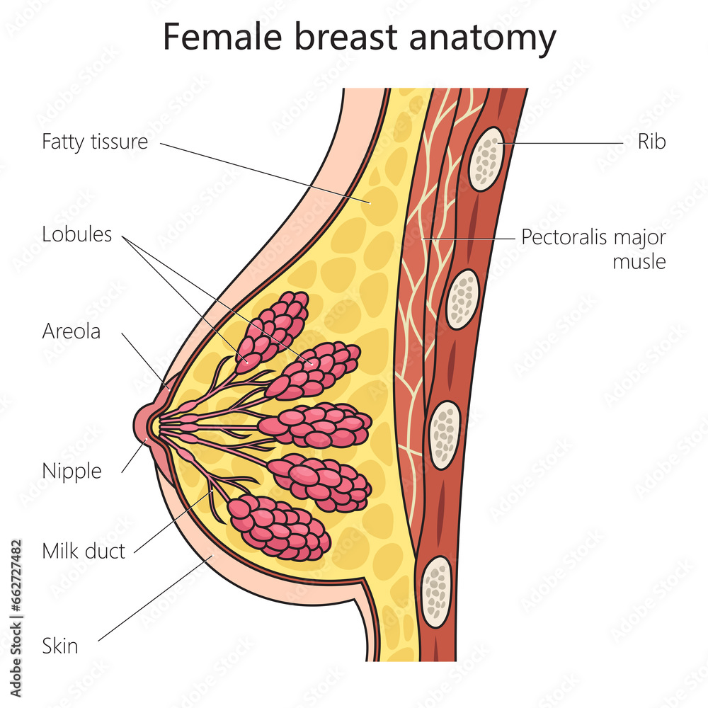 Female breast anatomy structure diagram schematic raster illustration. Medical science ...