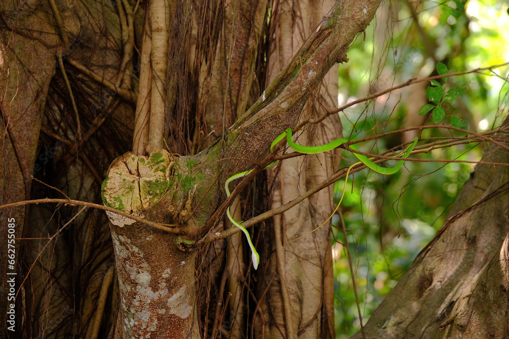 Oriental Whip Snake (Ahaetulla prasina) curled on a branch of a banyan ...