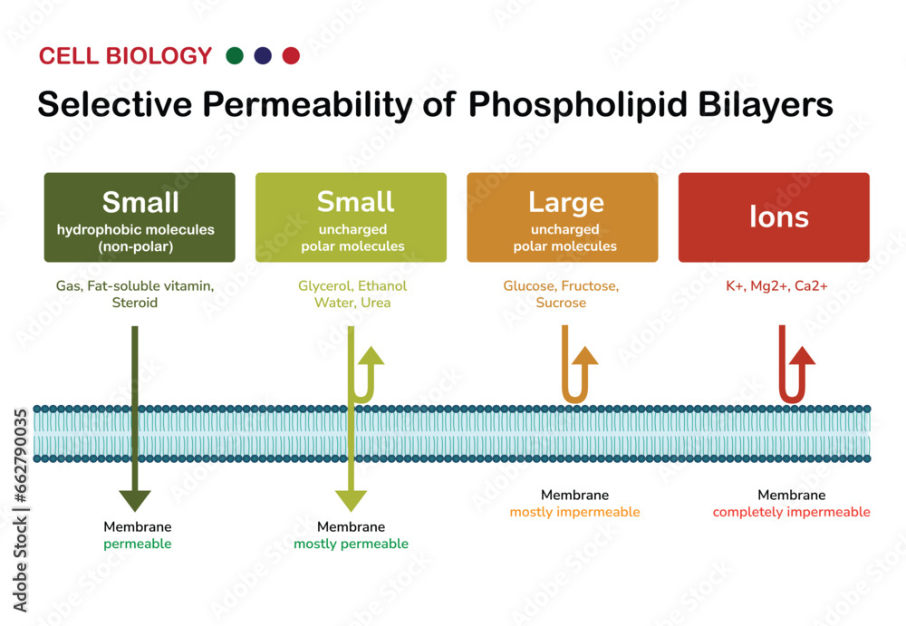 Infographic of Selective Permeability of Phospholipid Bilayers in Cell ...