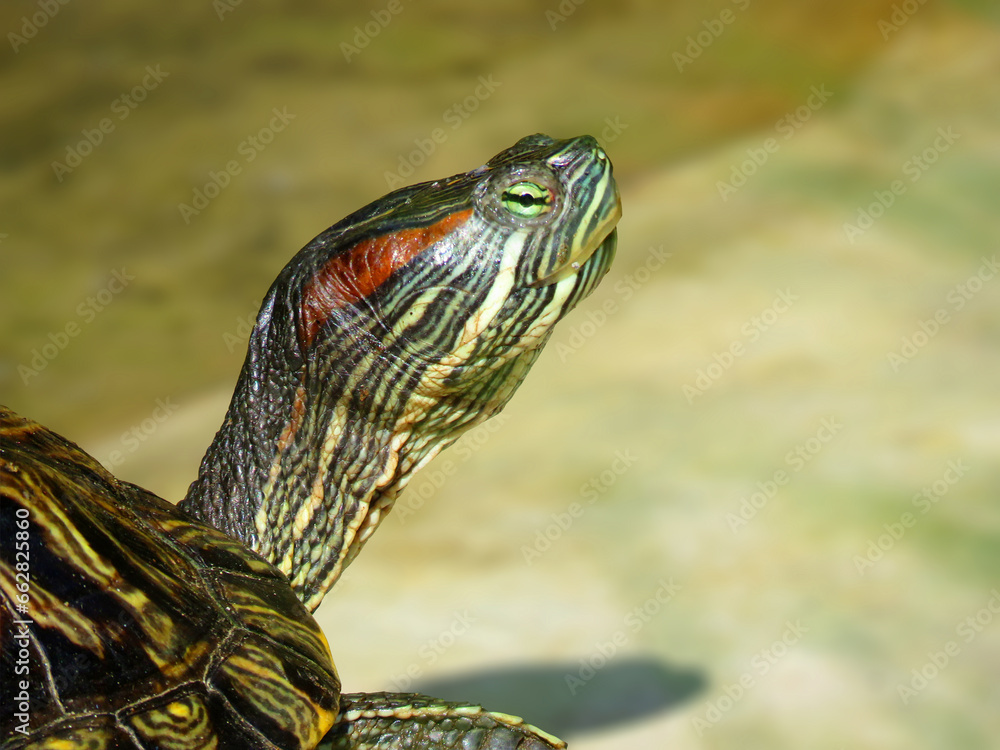 Red eared slider close up, close up of a turtle, The red-eared slider ...