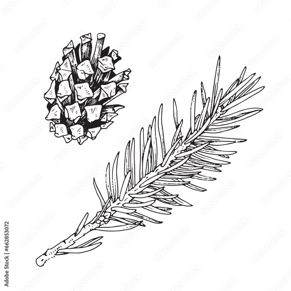 Pinecone and christmas tree branch set. Vector illustration of spruce ...