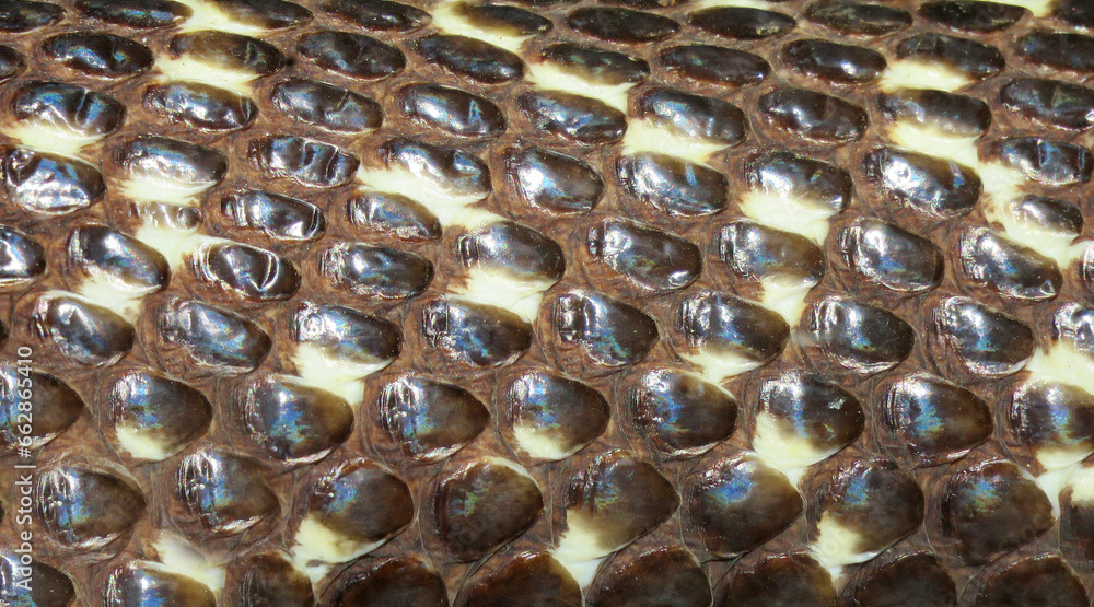 Snake Skin Texture. Cobra Scales. Cobra scale texture background. Stock ...