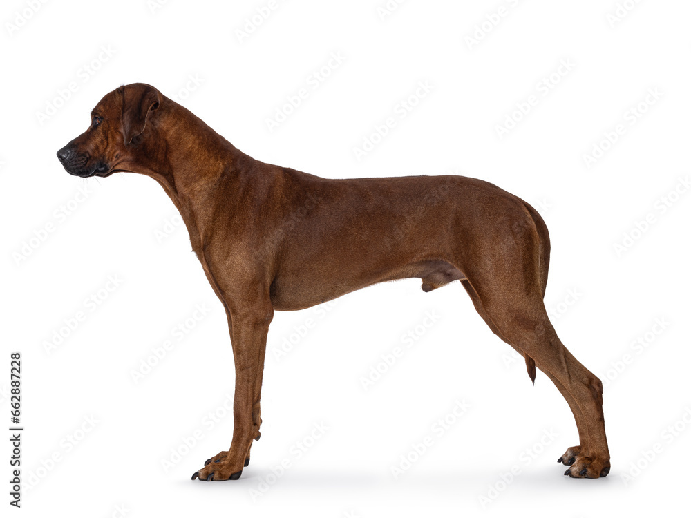 Handsome male Rhodesian Ridgeback dog, standing side ways. Looking away ...