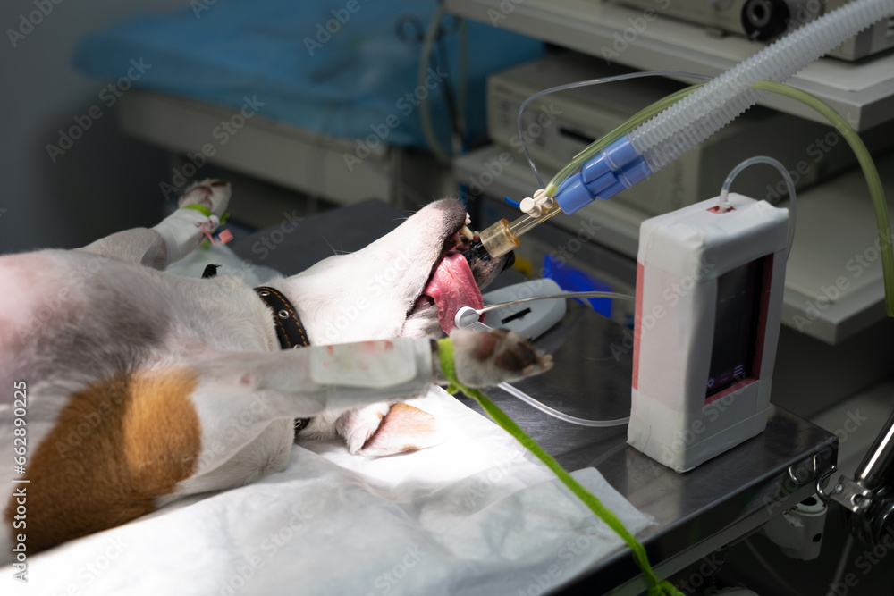 A dog in the operating room connected to an anesthesia machine and ...