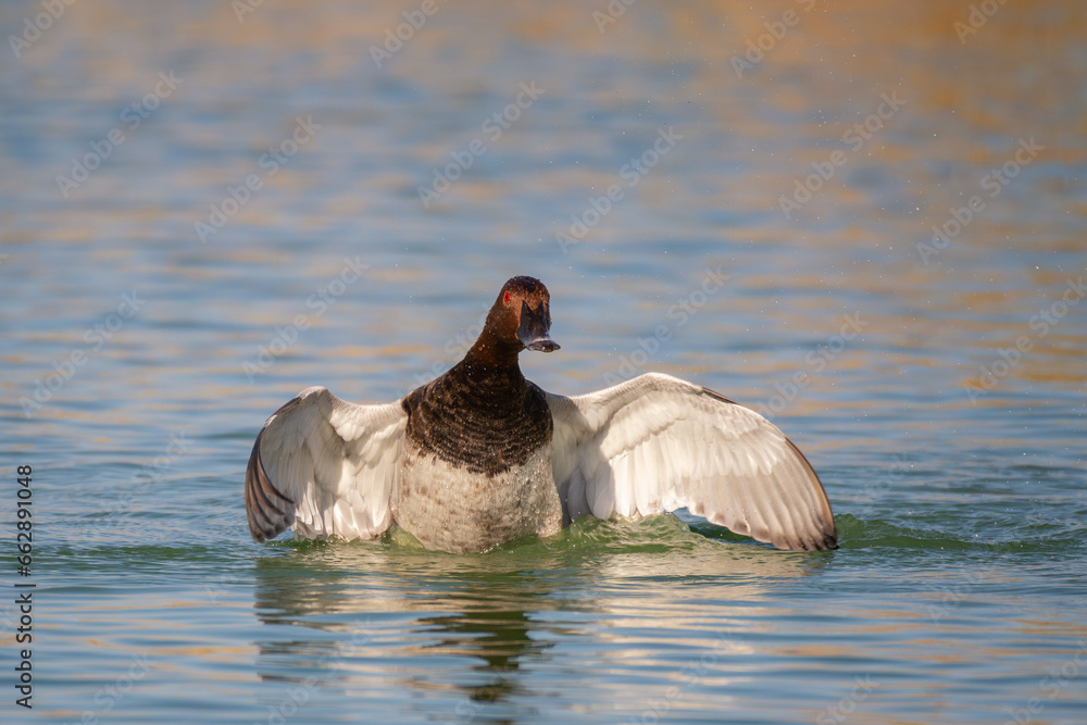 Common pochard male Aythya ferina on water. Pochard bird flaps its ...