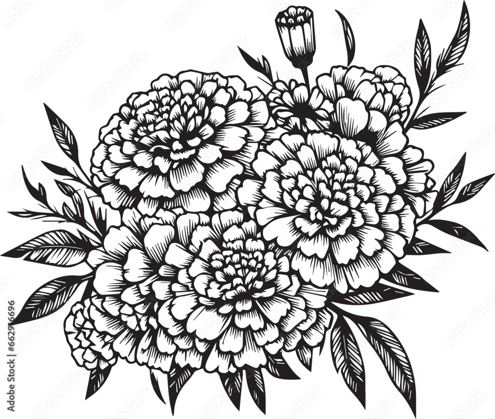 Marigold flower vector art, elements summer collection, hand-painted ...