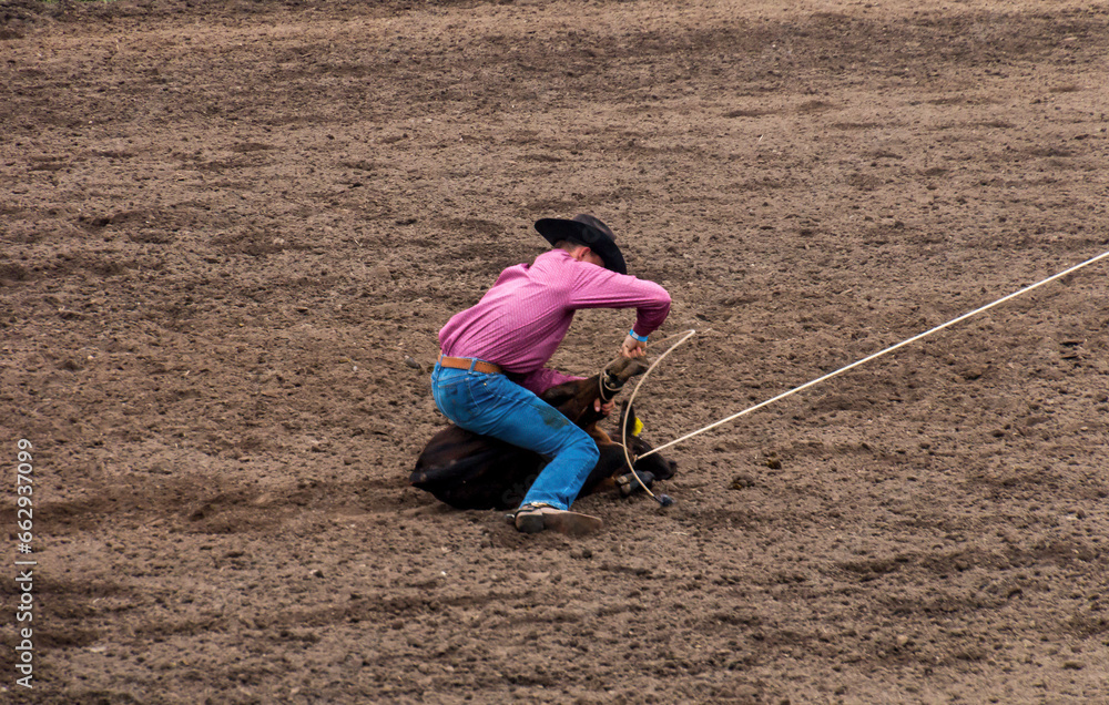 A cowboy at a rodeo has roped a calf and it tying up its legs and a ...