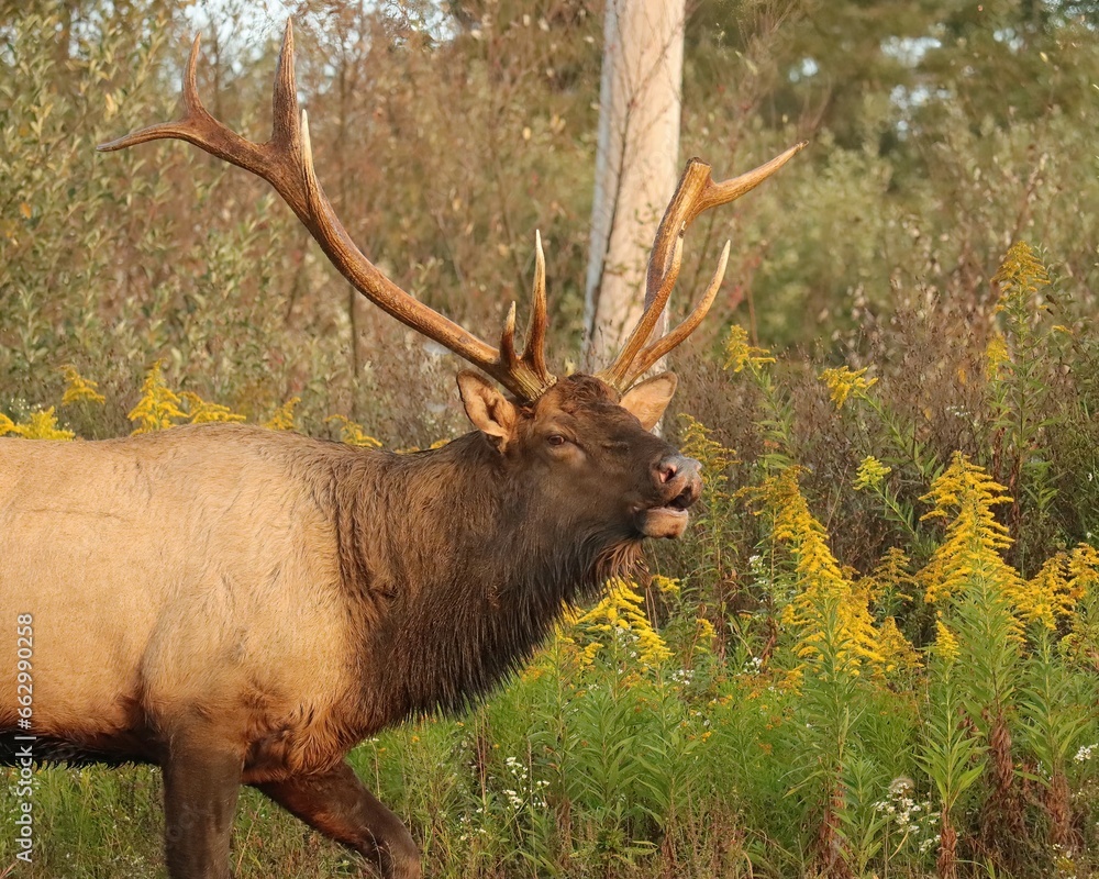 Broken Antler Not Broken Spirit Elk Bull After a Major Rut Fight Battle ...