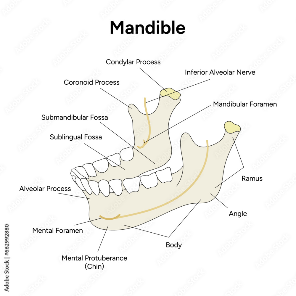 Mandible anatomy of skull illustration in vector Stock Vector | Adobe Stock