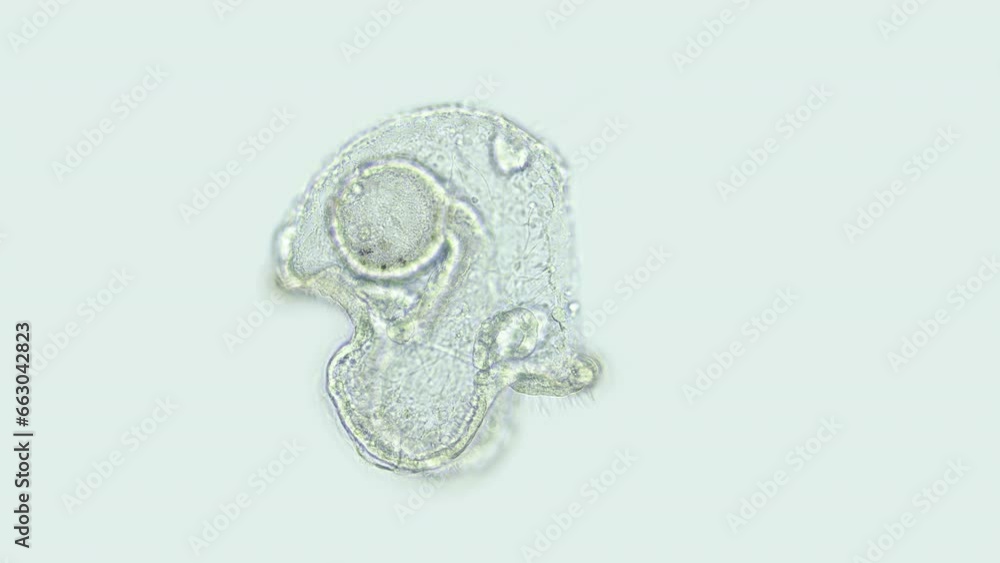 Video Stock Pilidium larva of worm Heteronemertea under microscope ...