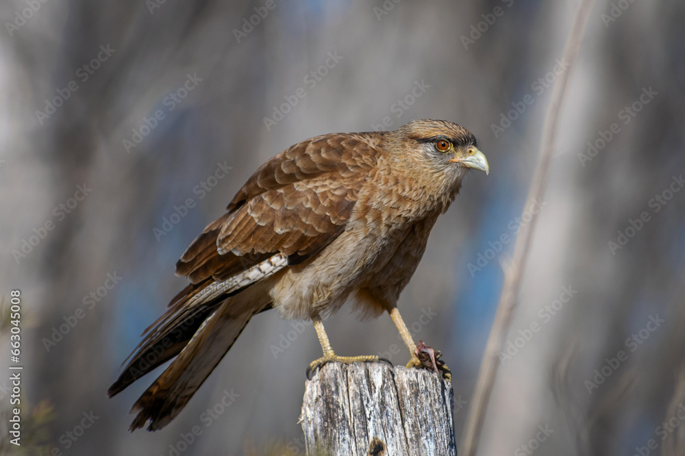 Vemos una hermosa ave carroñera , ( Milvago Chimango), también es ...