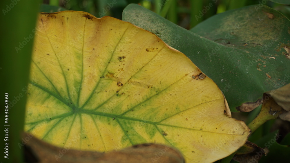 Taro leaf texture background Stock Photo | Adobe Stock