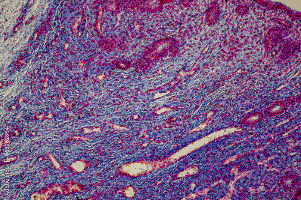 Showing Light micrograph Type of Tissue Human under the microscope in ...