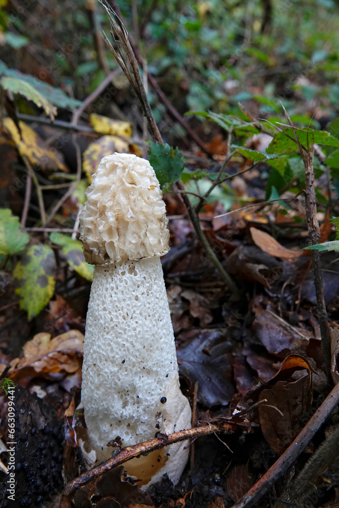 Vertical closeup on an aged the common stinkhorn mushroom, Phallus ...