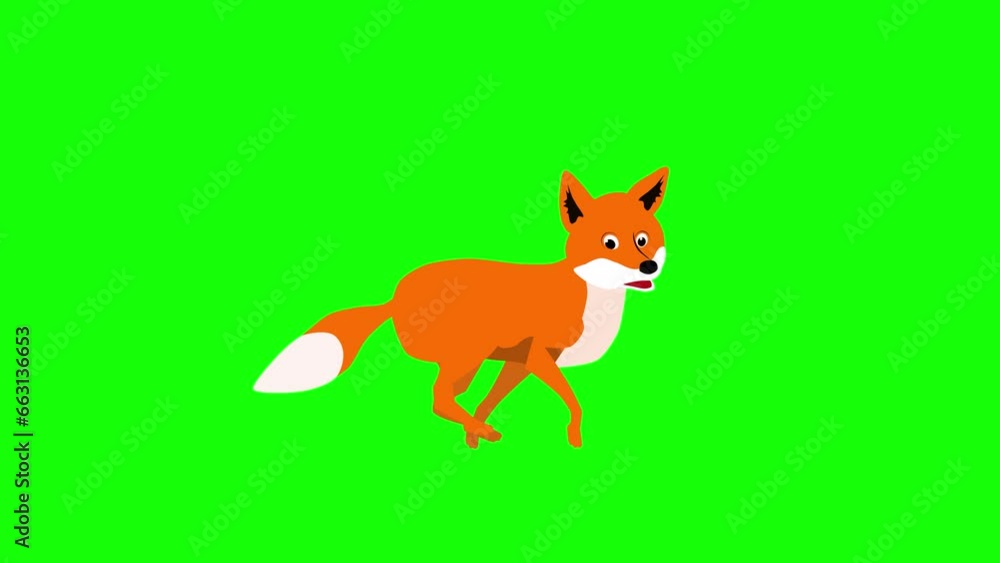 Cartoon Red fox run cycle animation on green screen Stock Video | Adobe ...