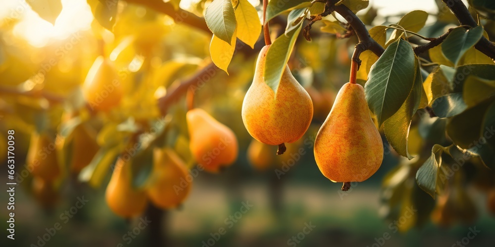 Fruit farm with pears. Branch with natural pears on blurred background ...