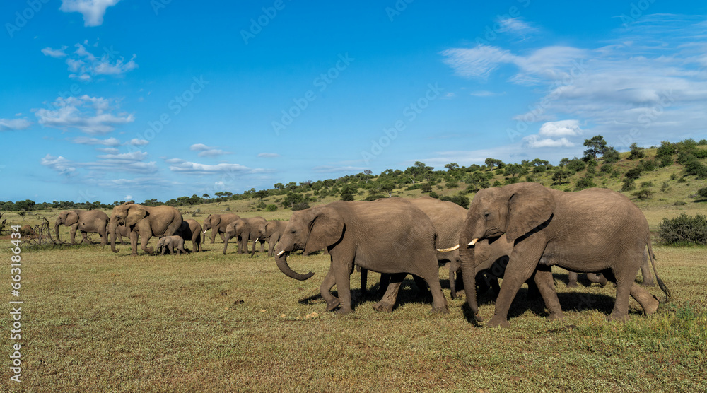 Elephant herd walking in the green season in a Game Reserve in the Tuli ...