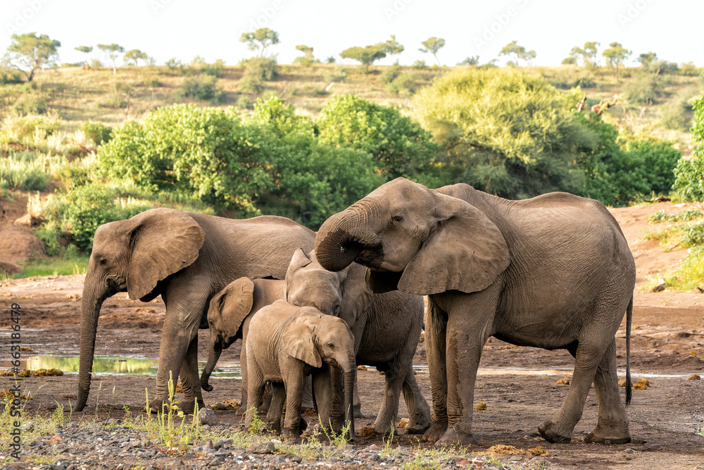 Elephant herd walking in the green season in a Game Reserve in the Tuli ...