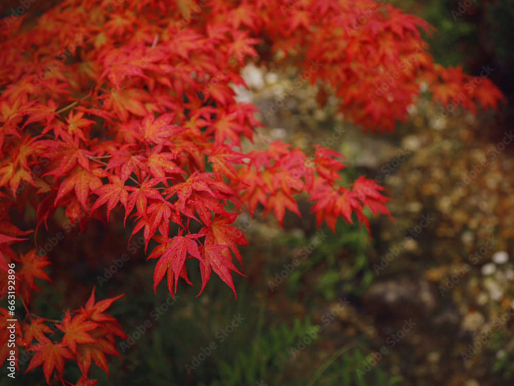 Beautiful autumn leaves that turned red in autumn in Japan. Japanese ...