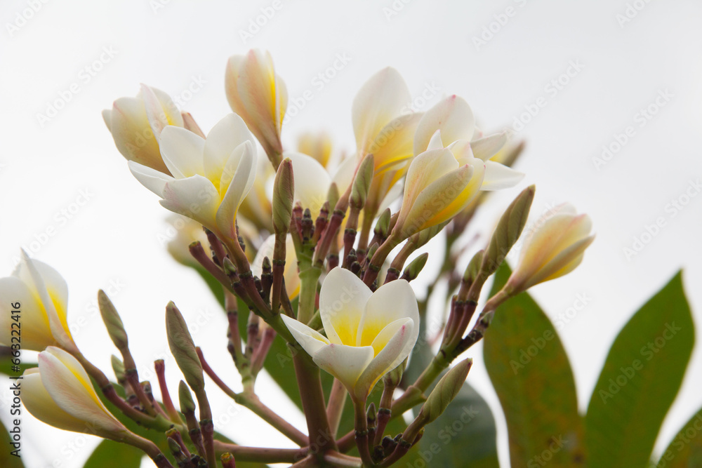 Plumeria alba flowers, Frangipani, Temple Tree has white flowers ...