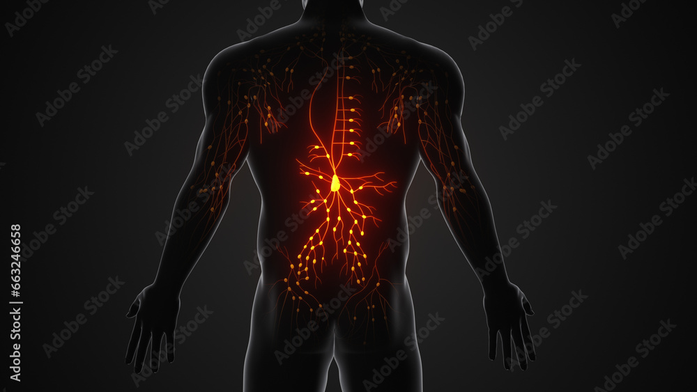 The human lymphatic system's anatomy Stock Illustration | Adobe Stock