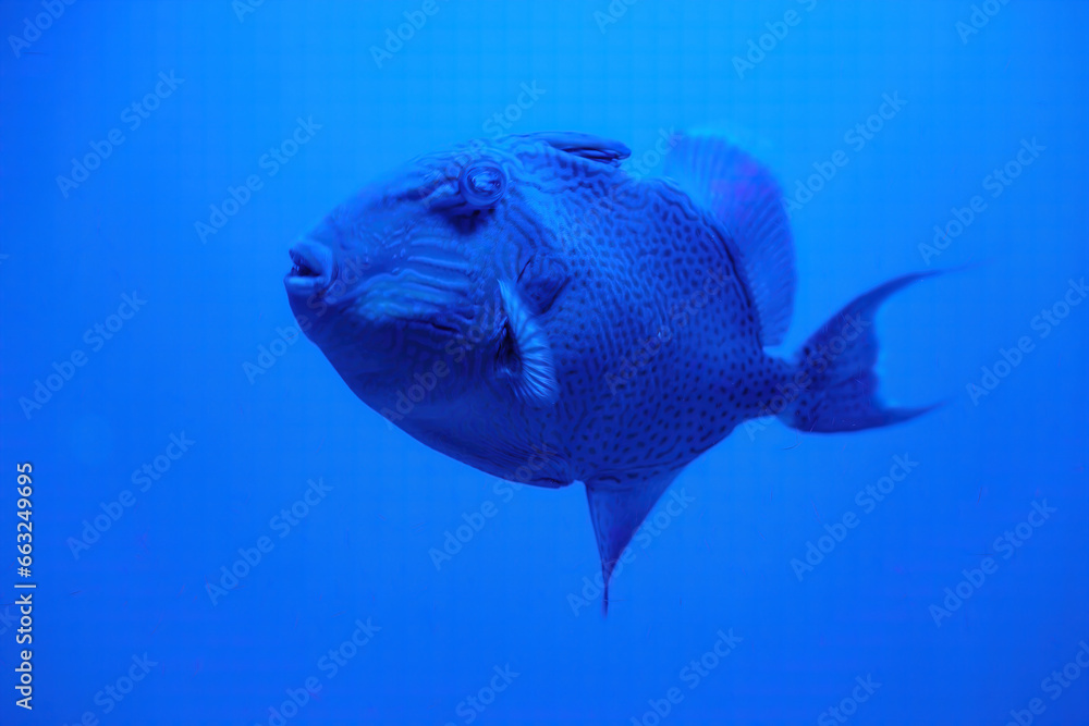 Toothy ugly fish in aquarium. Tropical fish in blue water. Beautiful ...