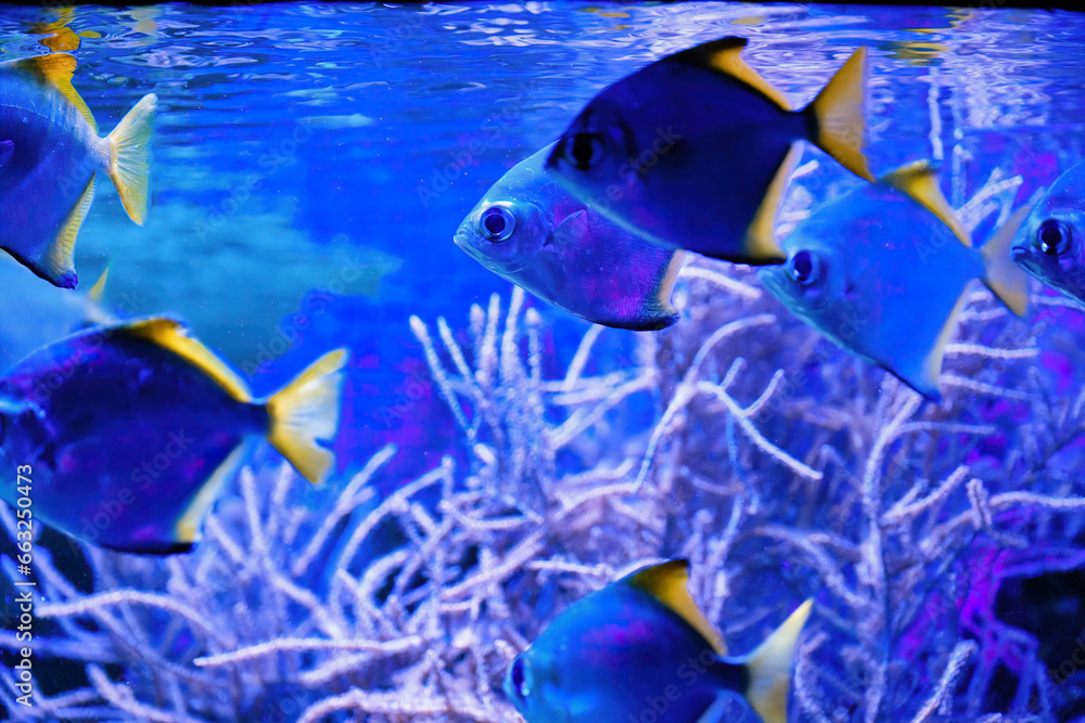 Monodactylidae is a family of perciform bony fish commonly referred to ...