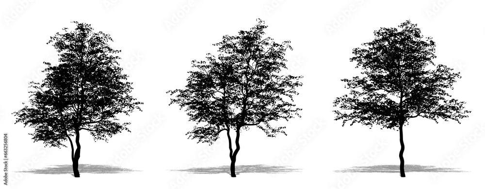 Set or collection of Flowering Dogwood trees as a black silhouette on ...