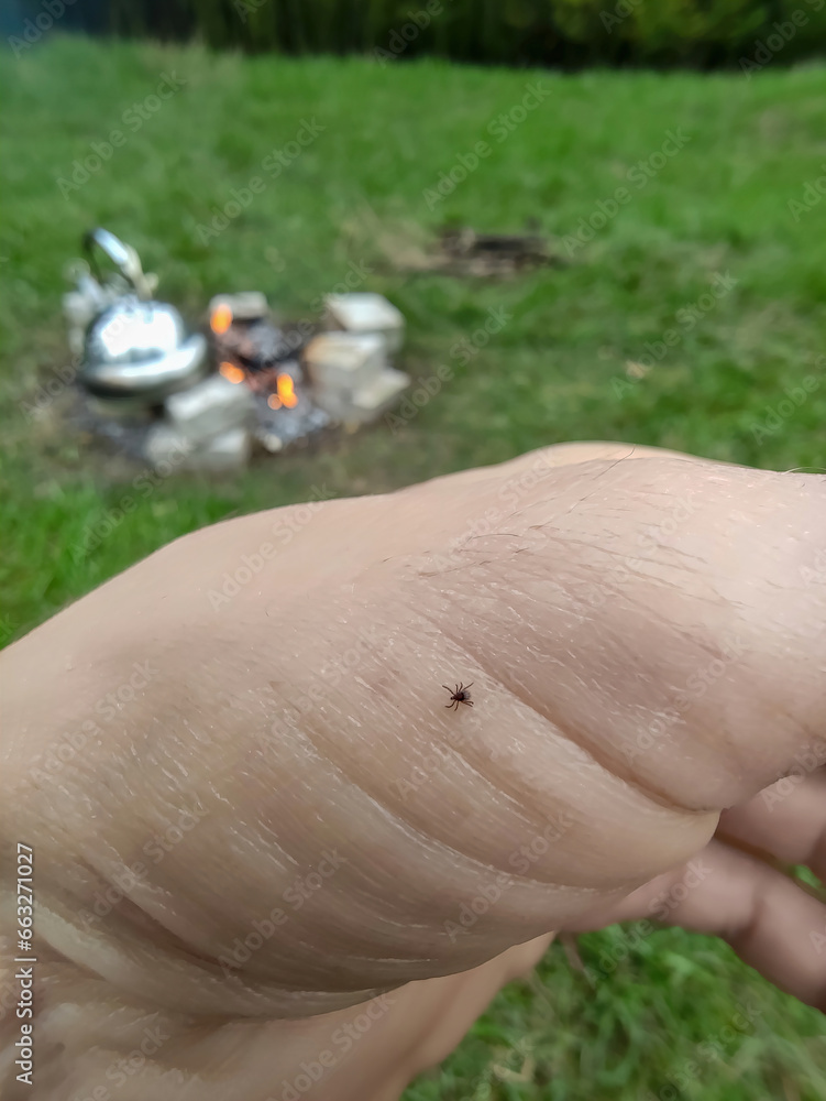 tick is crawling along a human skin in camp. A parasite spreading ...