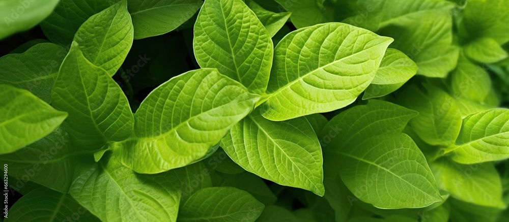 Nature of green leaf in garden at summer. Natural green leaves plants ...