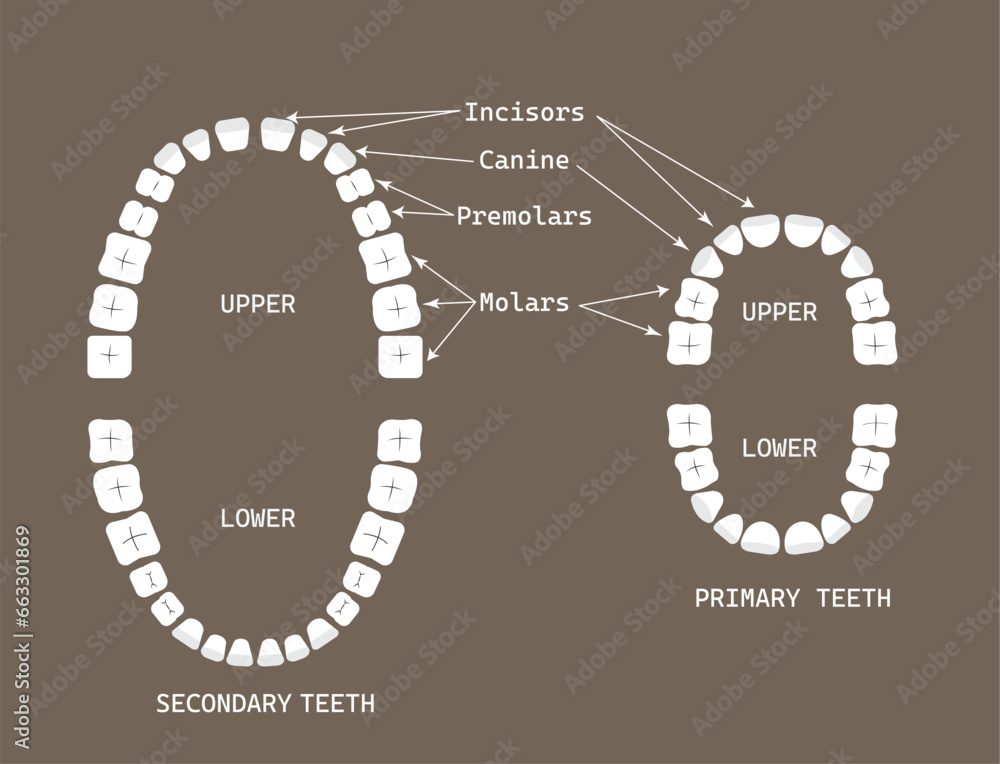 Poster Set of human tooth & jaw anatomy, location of teeth in humans ...