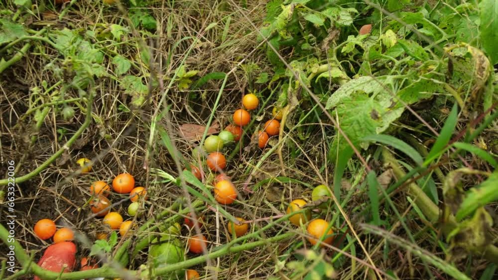 Moving camera away from fallen cherry tomatoes after plant collapse in ...