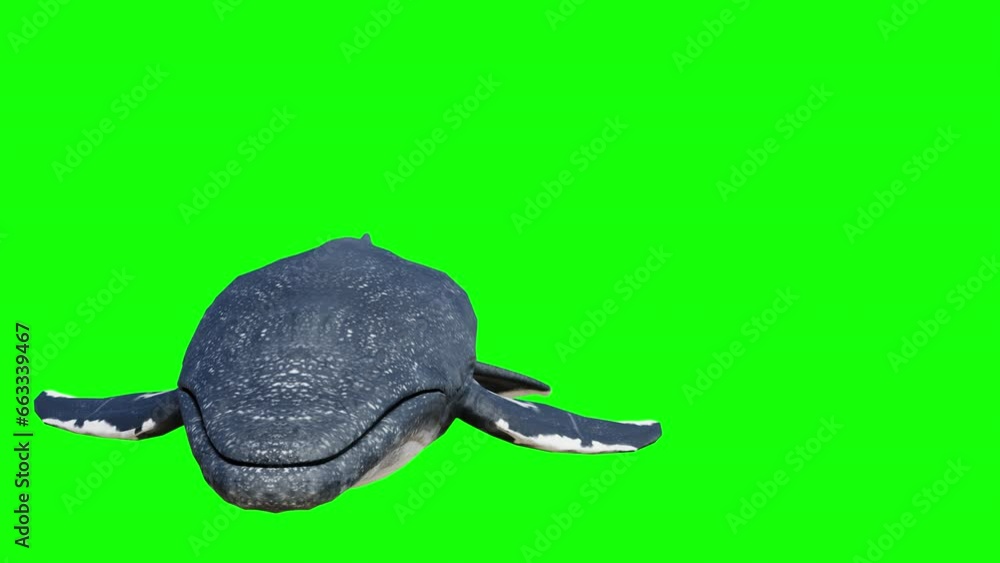 Vidéo Stock a swimming whale seen from the front. a 3d whale on a green ...