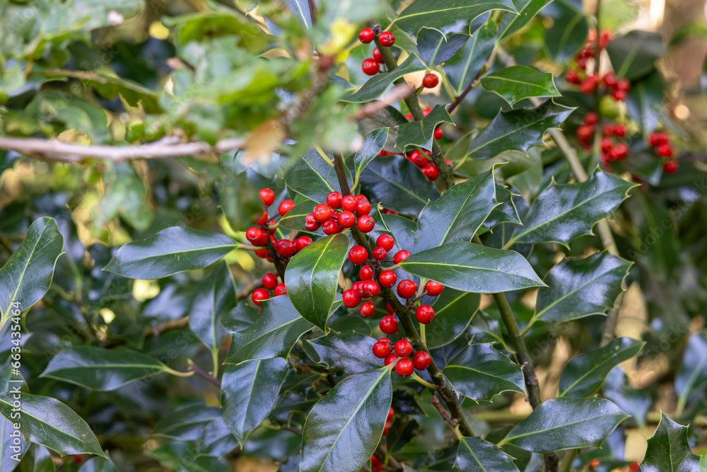 Holly tree branch (German European Holly) with red berries, background ...