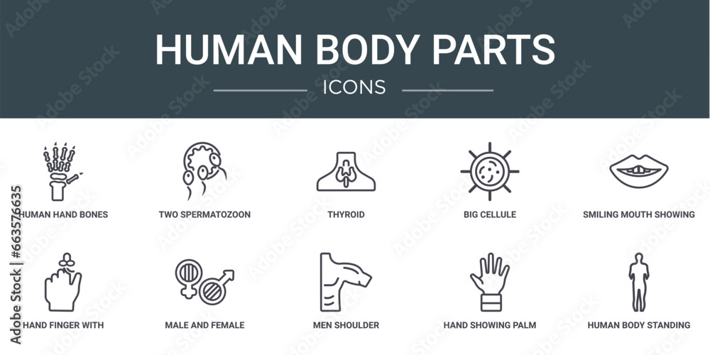 set of 10 outline web human body parts icons such as human hand bones ...