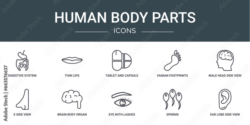 set of 10 outline web human body parts icons such as digestive system ...