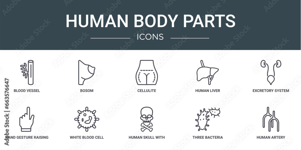 set of 10 outline web human body parts icons such as blood vessel ...