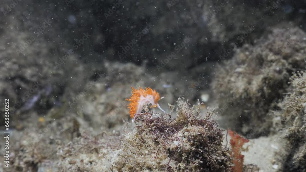 Magnificent Nudibranch (Sakuraeolis species), superb orange body and ...