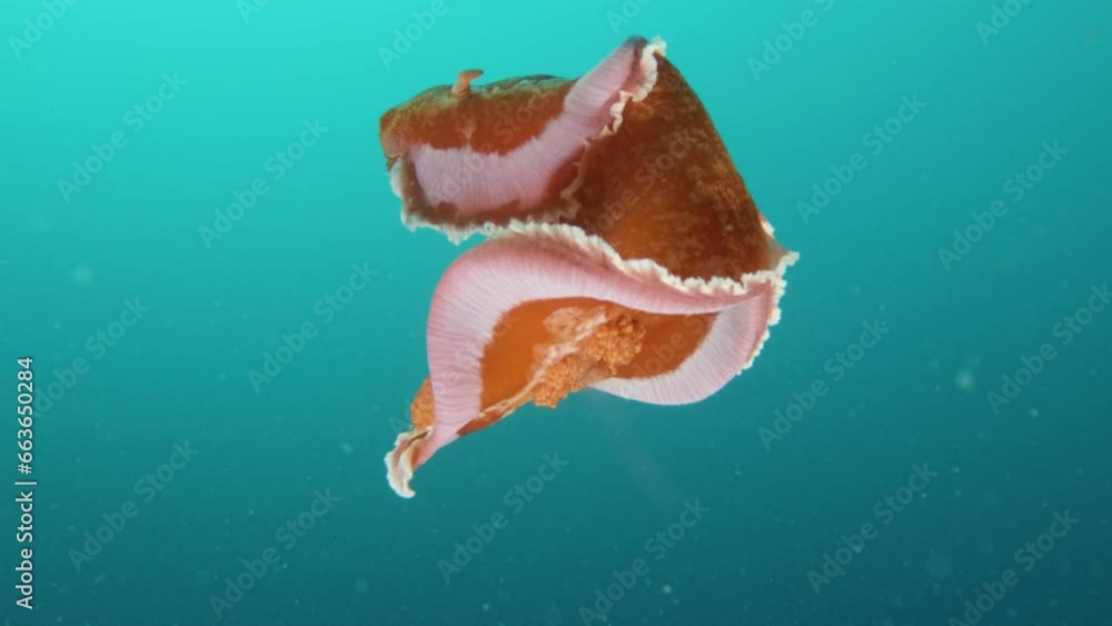 Spanish Dancer sea slug captivating and enchants marine enthusiasts ...