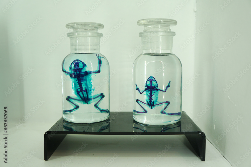 Strangely Beautiful Photos of Clear Preserved Banded Bullfrog and Rice ...