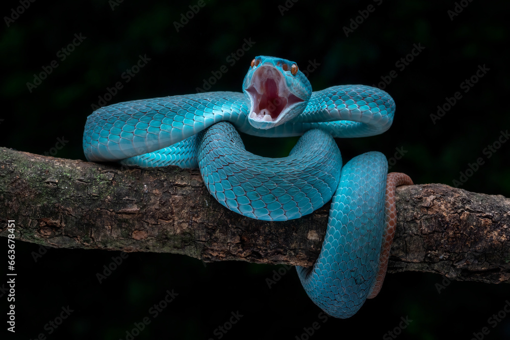 Blue White Lipped Pit Viper (Trimeresurus insularis) is venomous pit ...