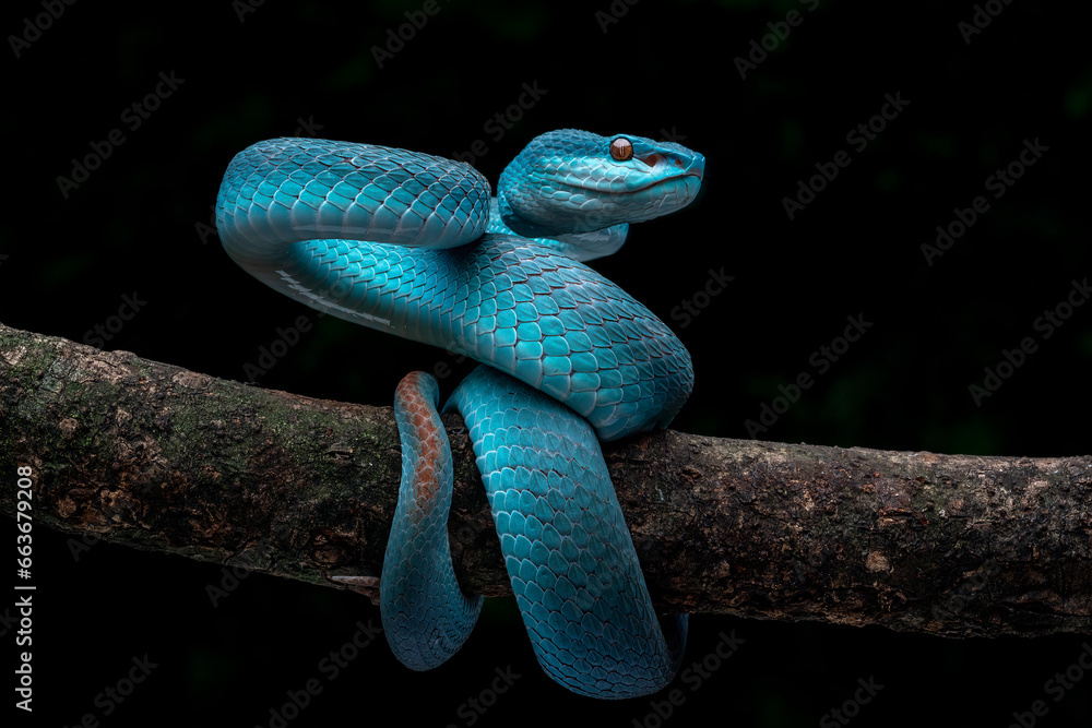 Blue White Lipped Pit Viper (Trimeresurus insularis) is venomous pit ...