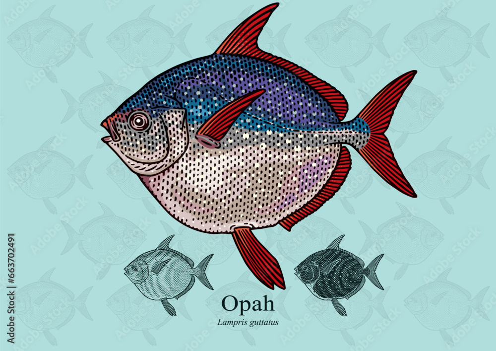 Opah Fish. Vector illustration with refined details and optimized ...