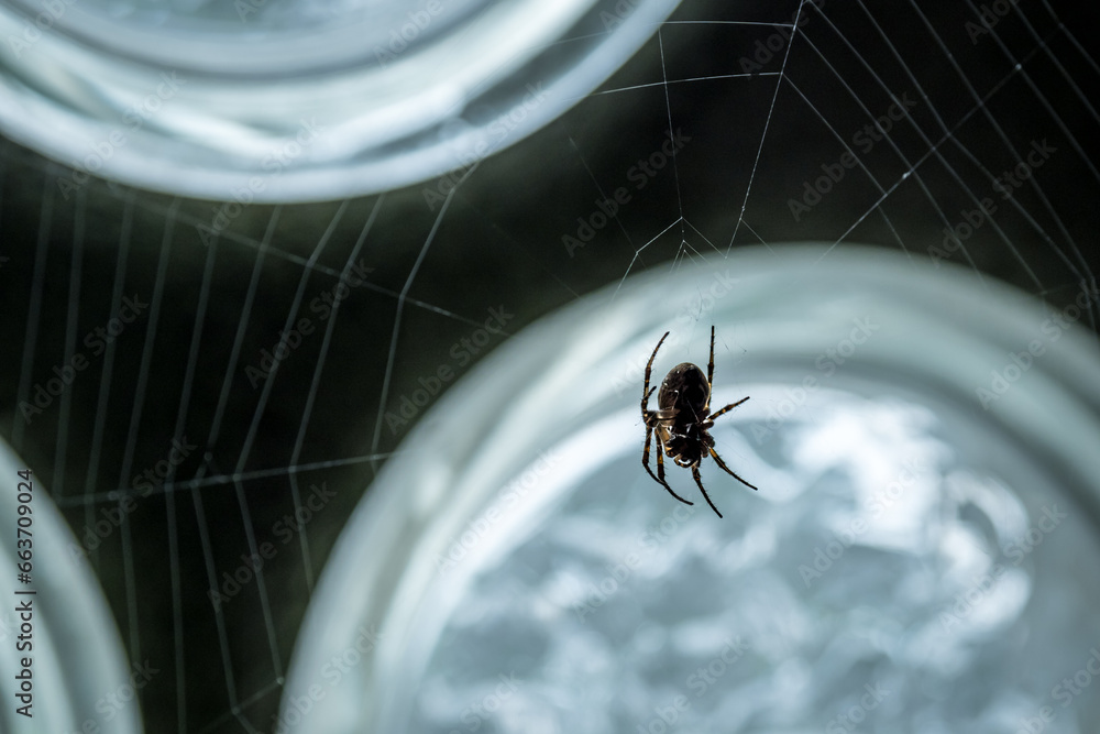 Rear view of a spider on a spider web, a scene that blends bright and ...