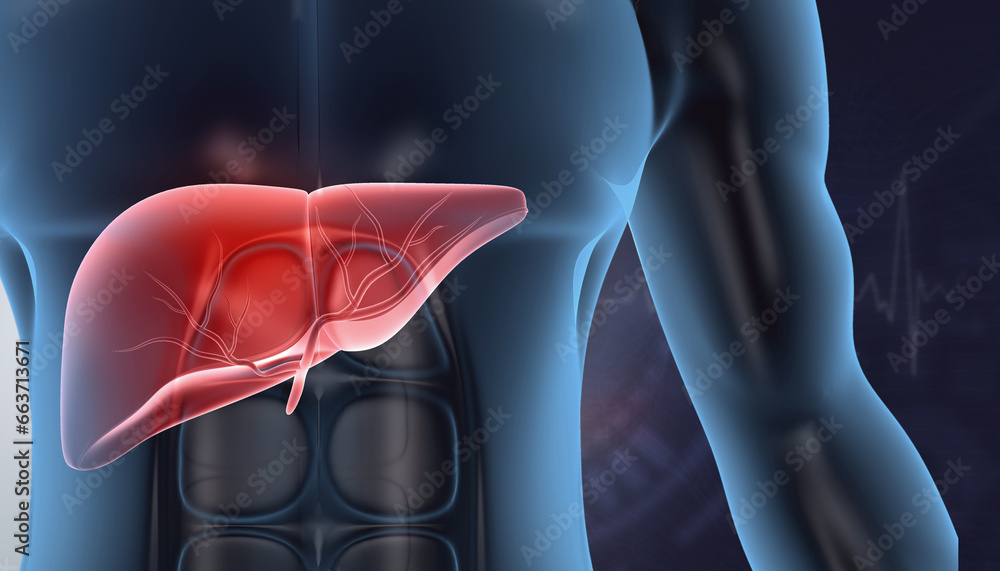 Human liver anatomy on medical background. 3d illustration.. Stock ...