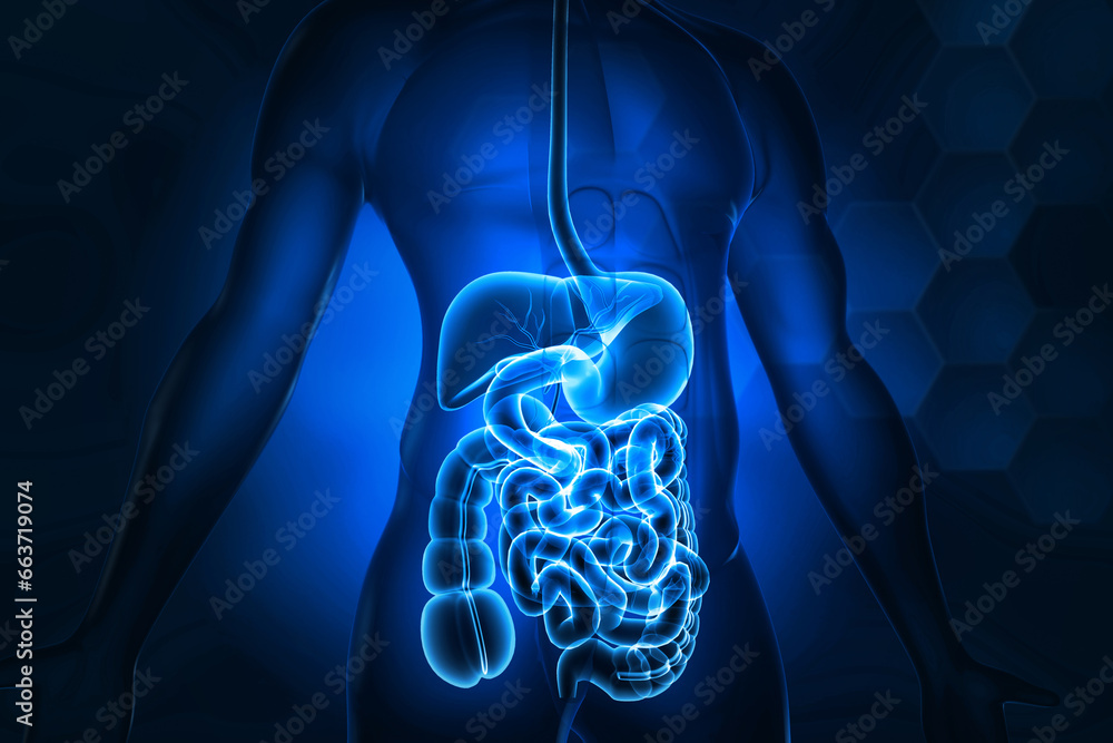 Human digestive system anatomy on blue color background. 3d ...