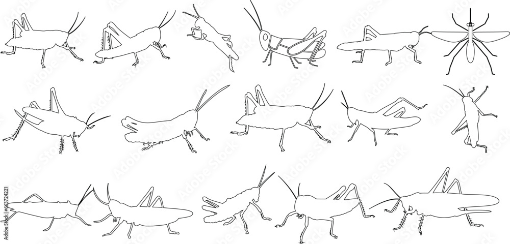 Grasshopper, Line Art, Vector Illustration: A captivating collection of ...